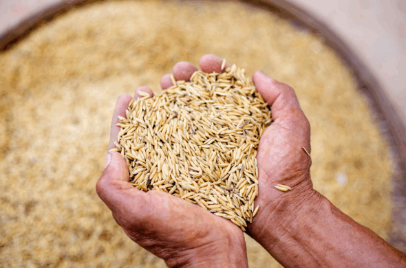 Bidfood sustainability factsheets